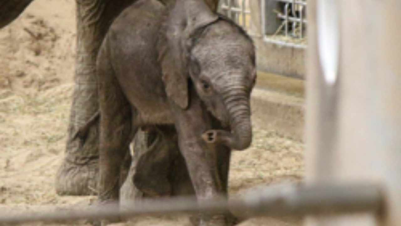 Omaha Zoo's baby elephant has been named - METRO - NEWS CHANNEL NEBRASKA